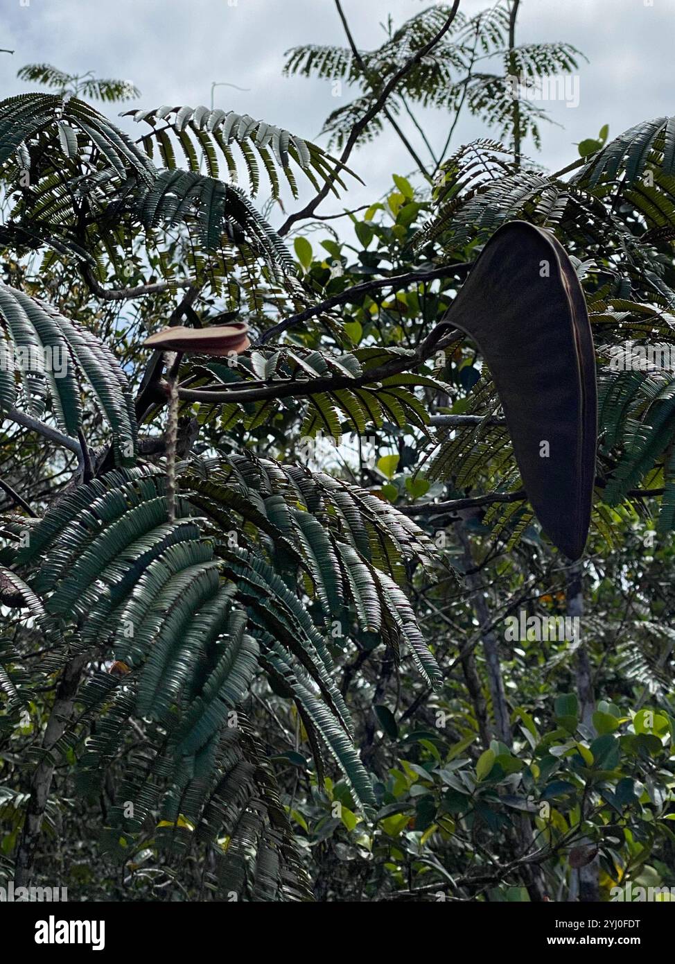 Acacias, Mimosas, mesquites, and allies (Mimosoideae Stock Photo - Alamy