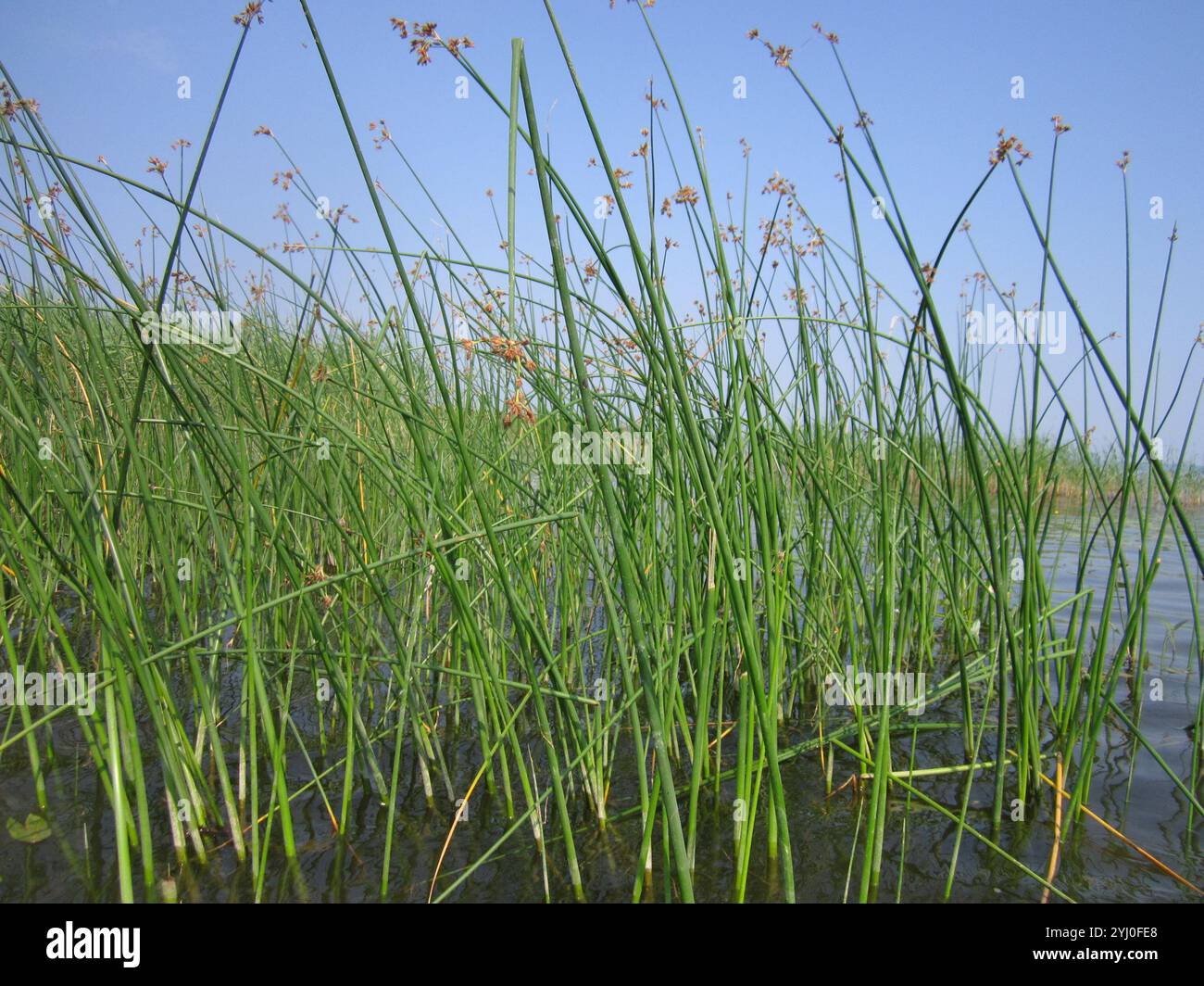 Common Club-rush (Schoenoplectus lacustris Stock Photo - Alamy