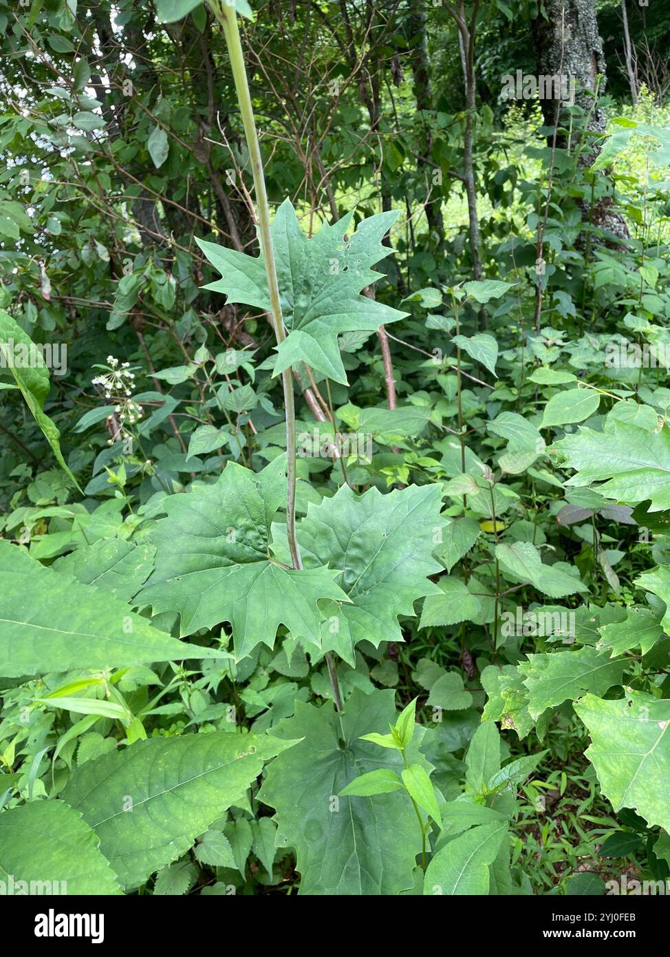 pale Indian plantain (Arnoglossum atriplicifolium Stock Photo - Alamy