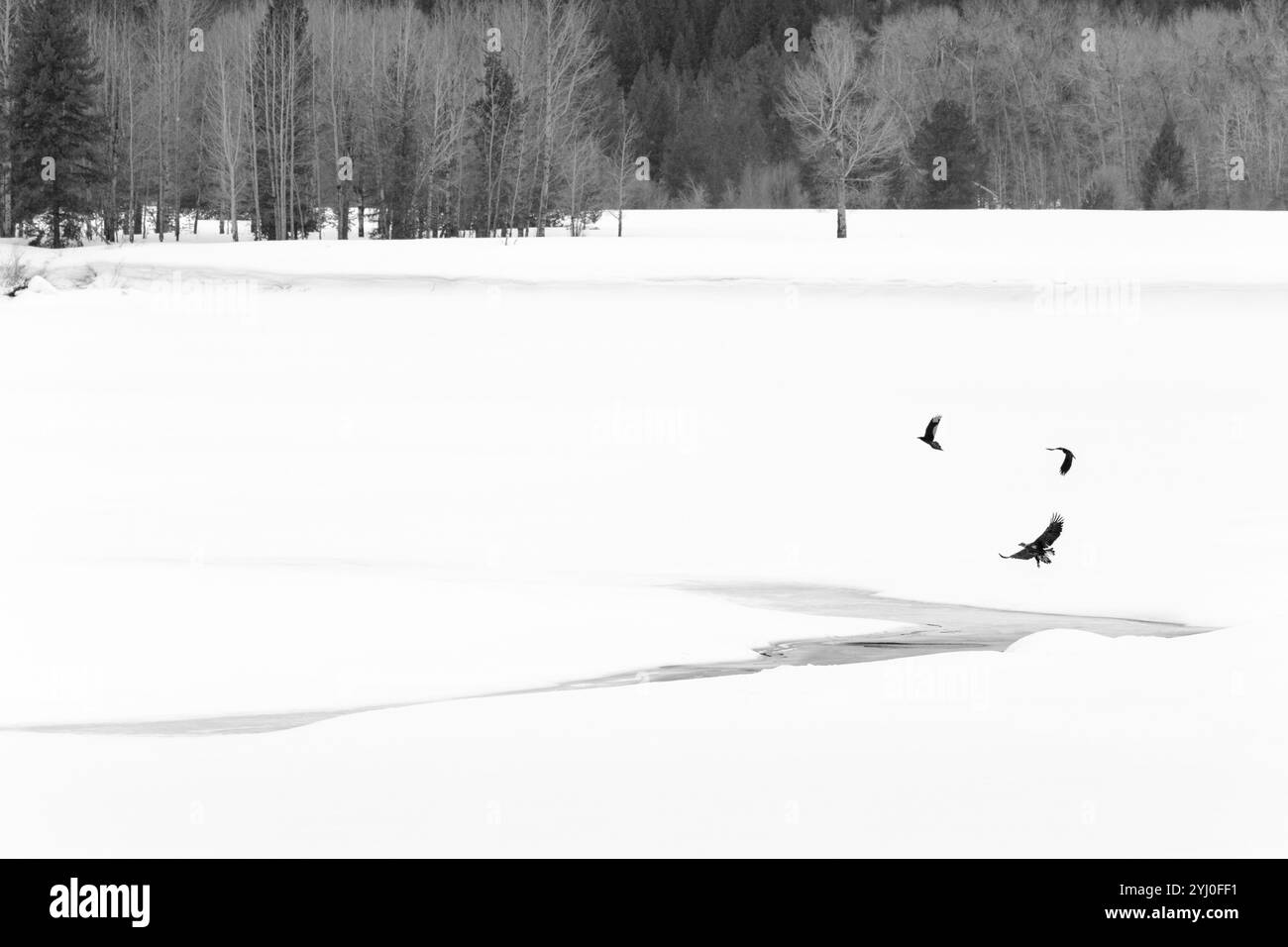 A juvenile bald eagle takes flight with a pair of ravens at Oxbow Bend ...