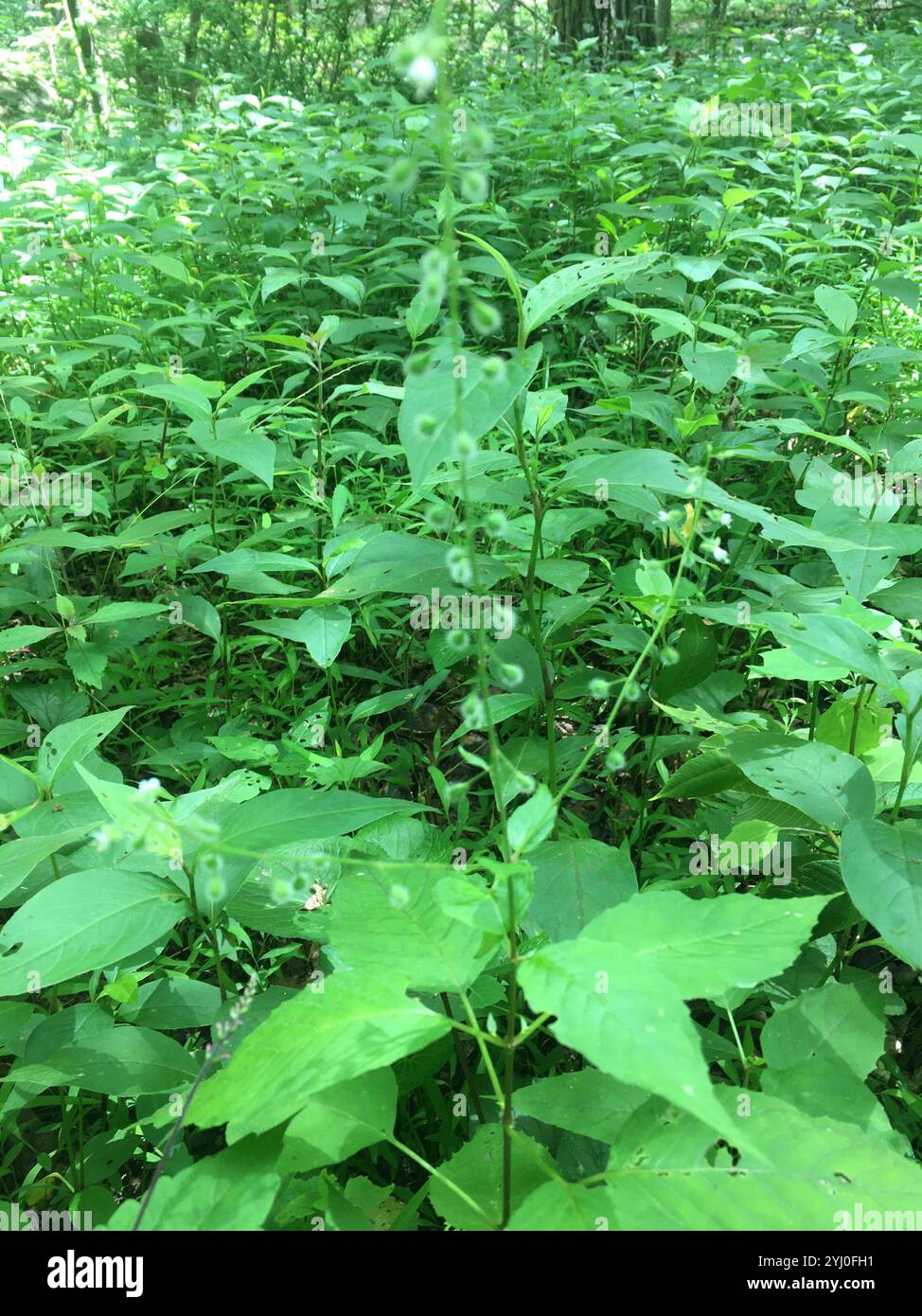 broadleaf enchanter's nightshade (Circaea canadensis Stock Photo - Alamy