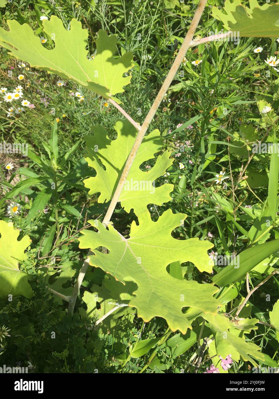 Macleaya cordata hi-res stock photography and images - Alamy
