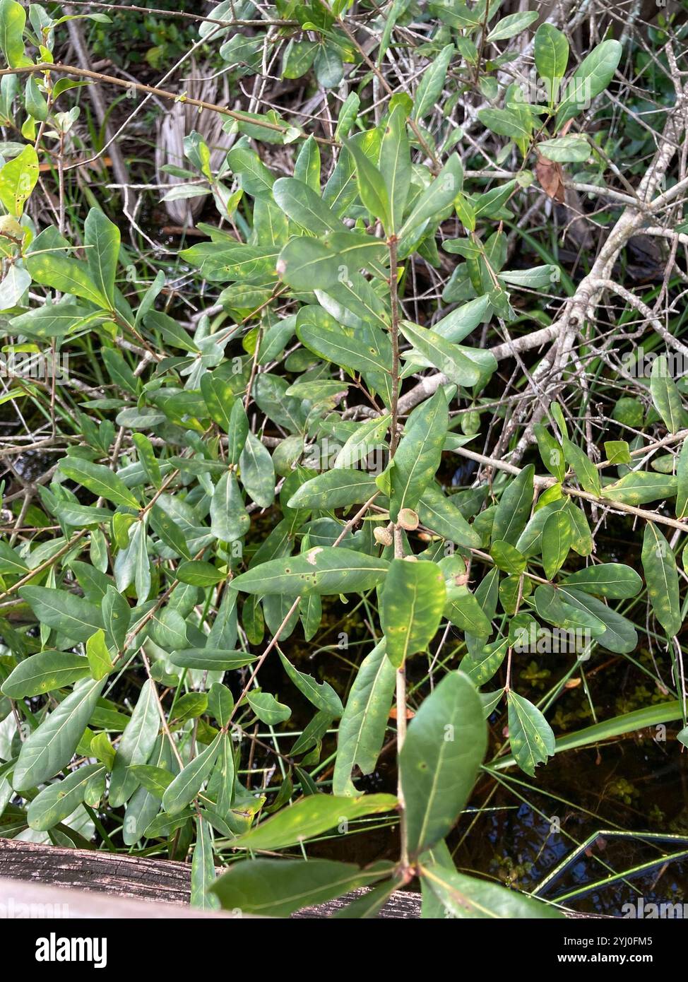 swamp laurel oak (Quercus laurifolia Stock Photo - Alamy