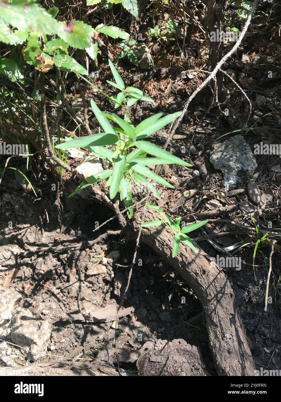 Slender Three-seeded Mercury (Acalypha gracilens Stock Photo - Alamy