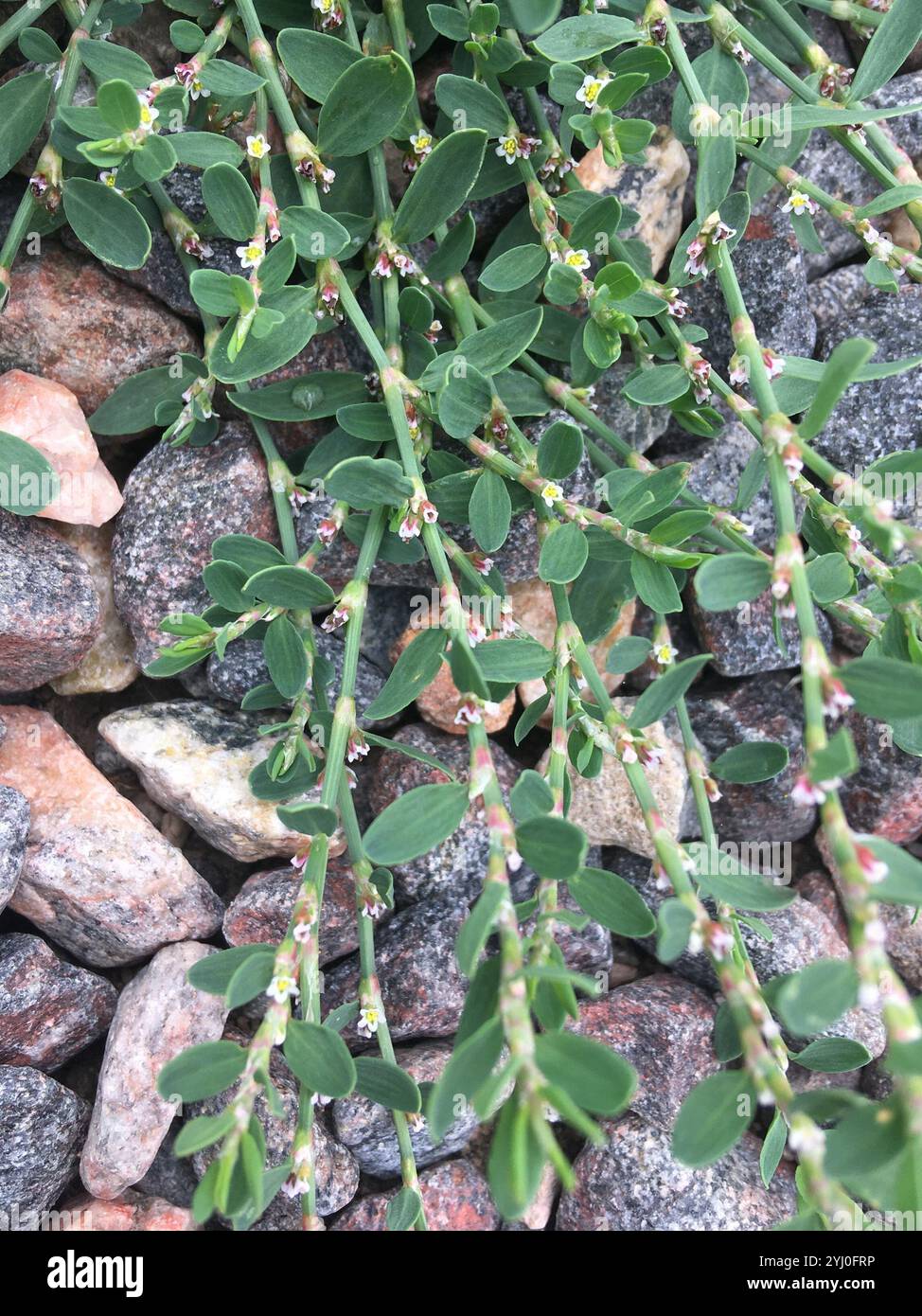 Common Knotgrass Complex (Polygonum aviculare Stock Photo - Alamy