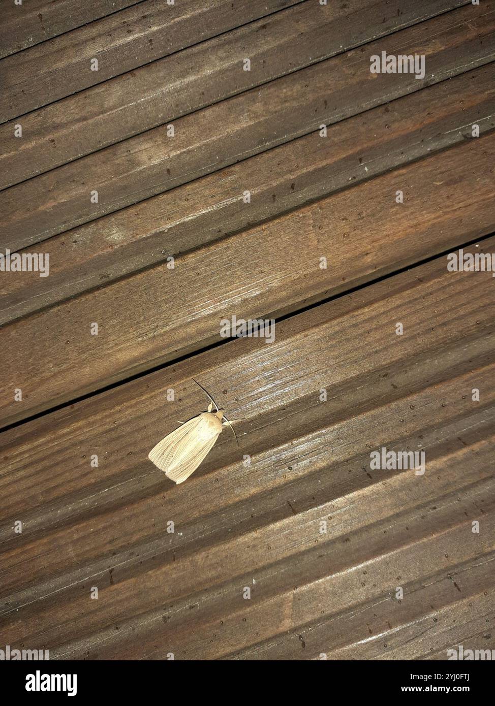 Common Wainscot (Mythimna pallens Stock Photo - Alamy