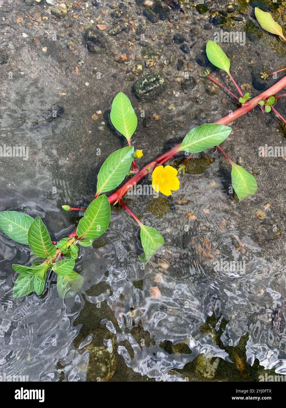 floating primrose-willow (Ludwigia peploides Stock Photo - Alamy