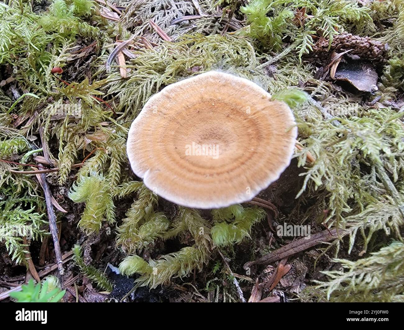 Brown Funnel Polypore (Coltricia perennis Stock Photo - Alamy