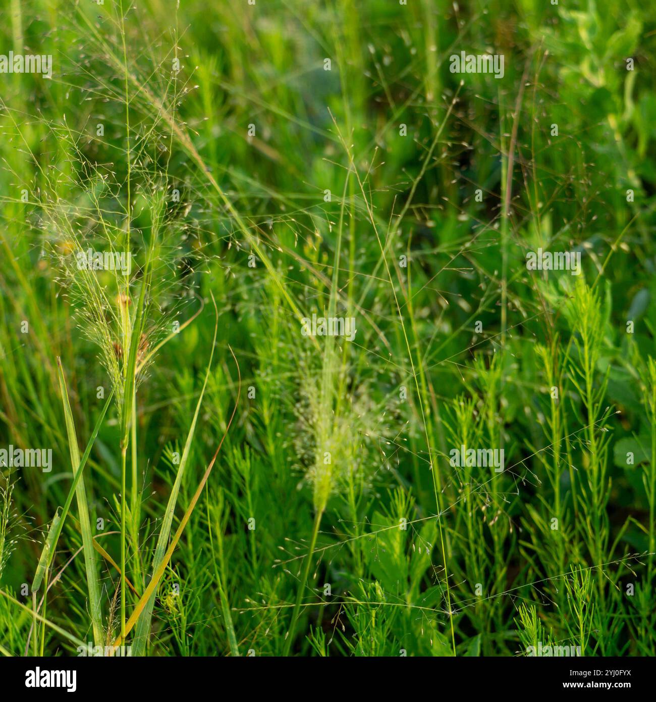 Purple lovegrass hi-res stock photography and images - Alamy