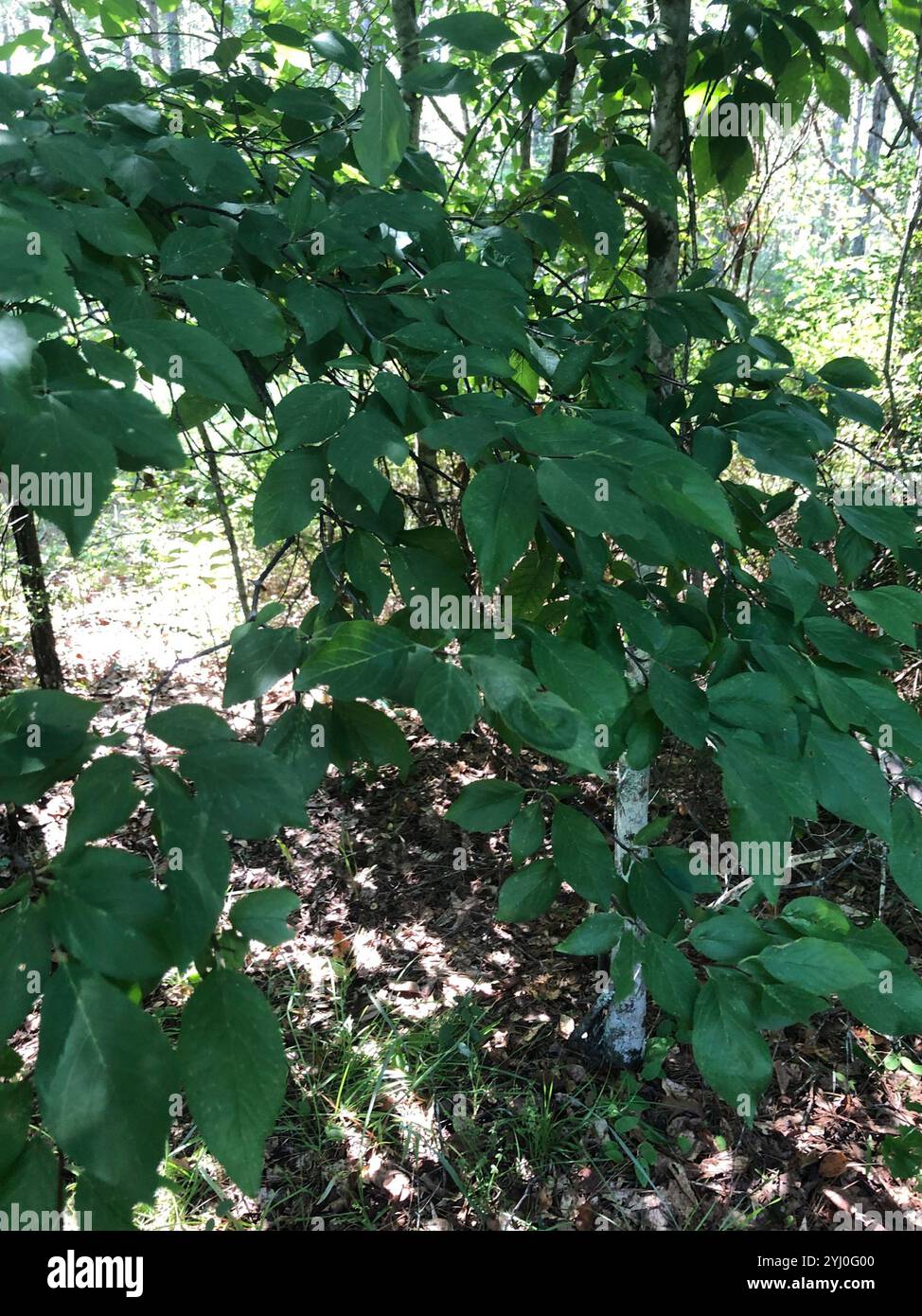 Hog Plum (Prunus umbellata Stock Photo - Alamy