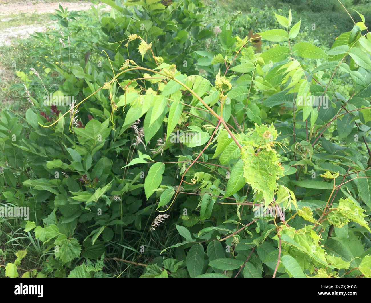 riverbank grape (Vitis riparia Stock Photo - Alamy