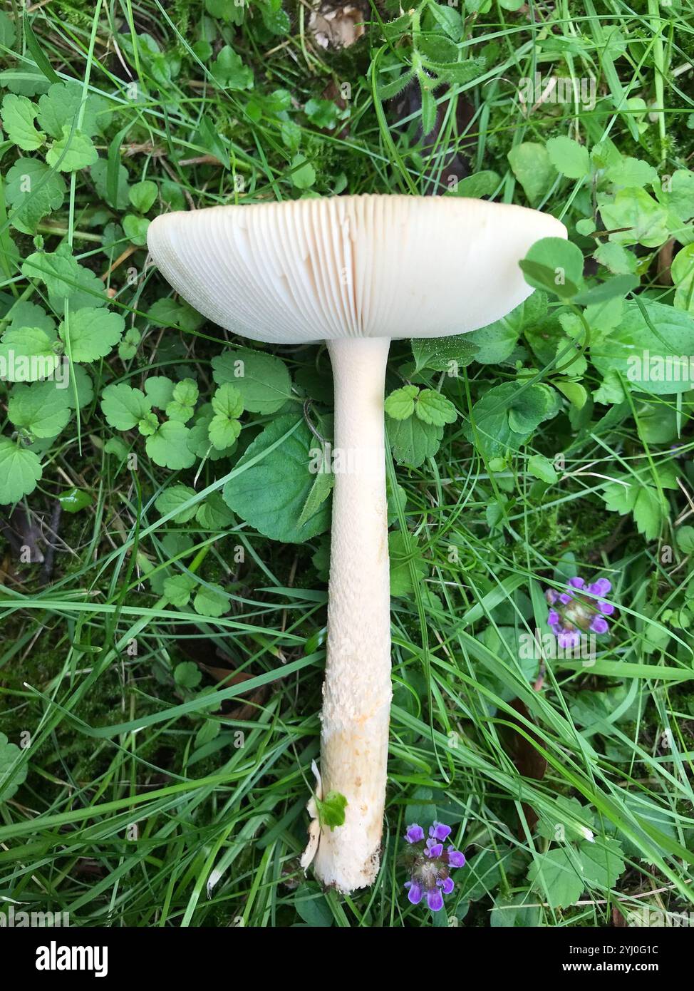 Orange grisette amanita crocea hi-res stock photography and images - Alamy