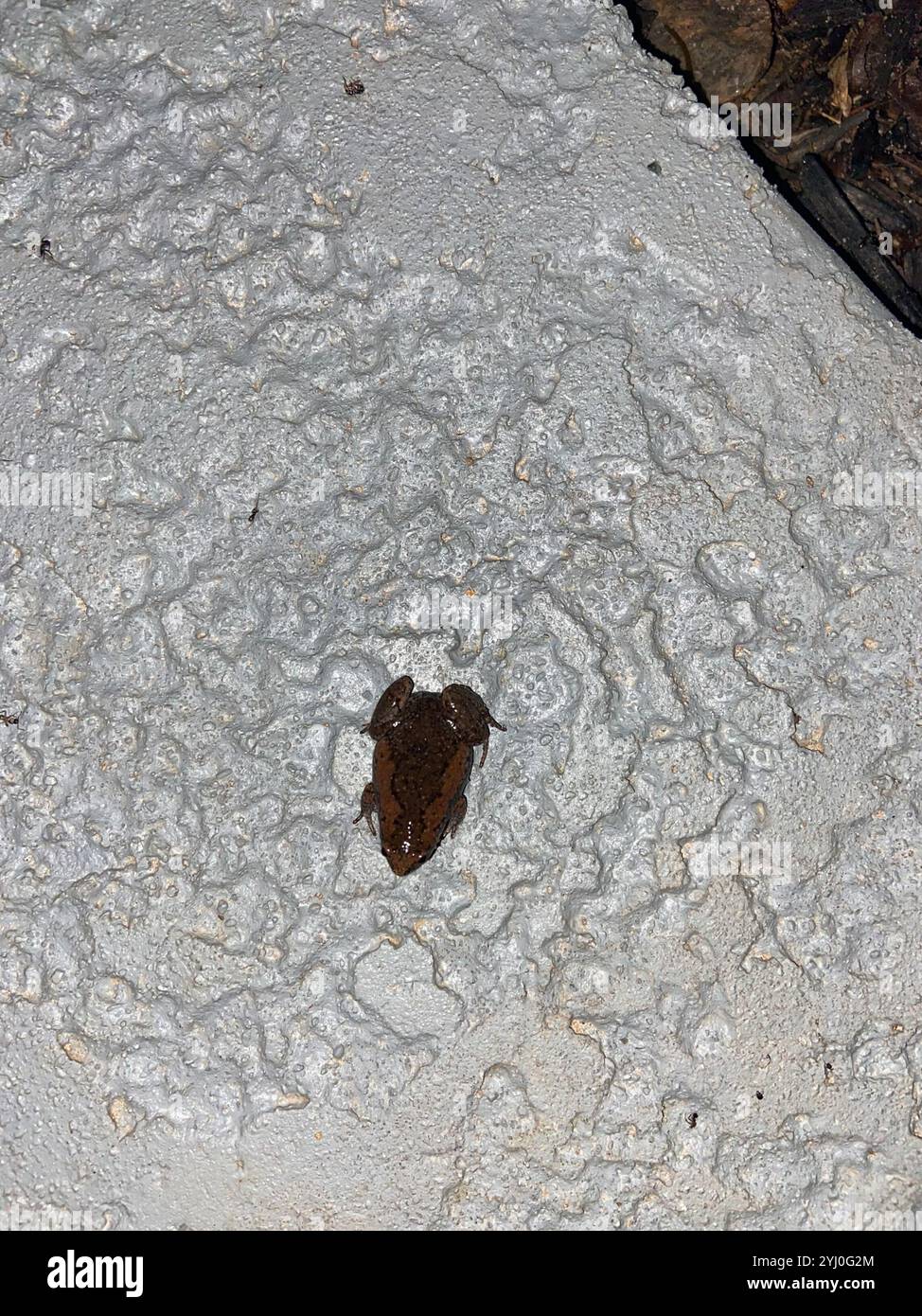 Eastern Narrow-mouthed Toad (Gastrophryne carolinensis Stock Photo - Alamy