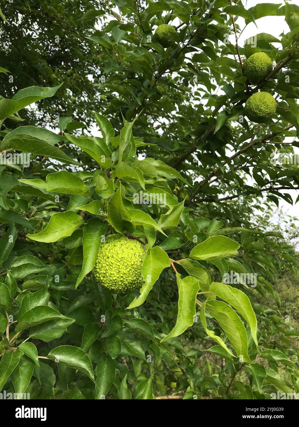 Osage-orange (Maclura pomifera Stock Photo - Alamy