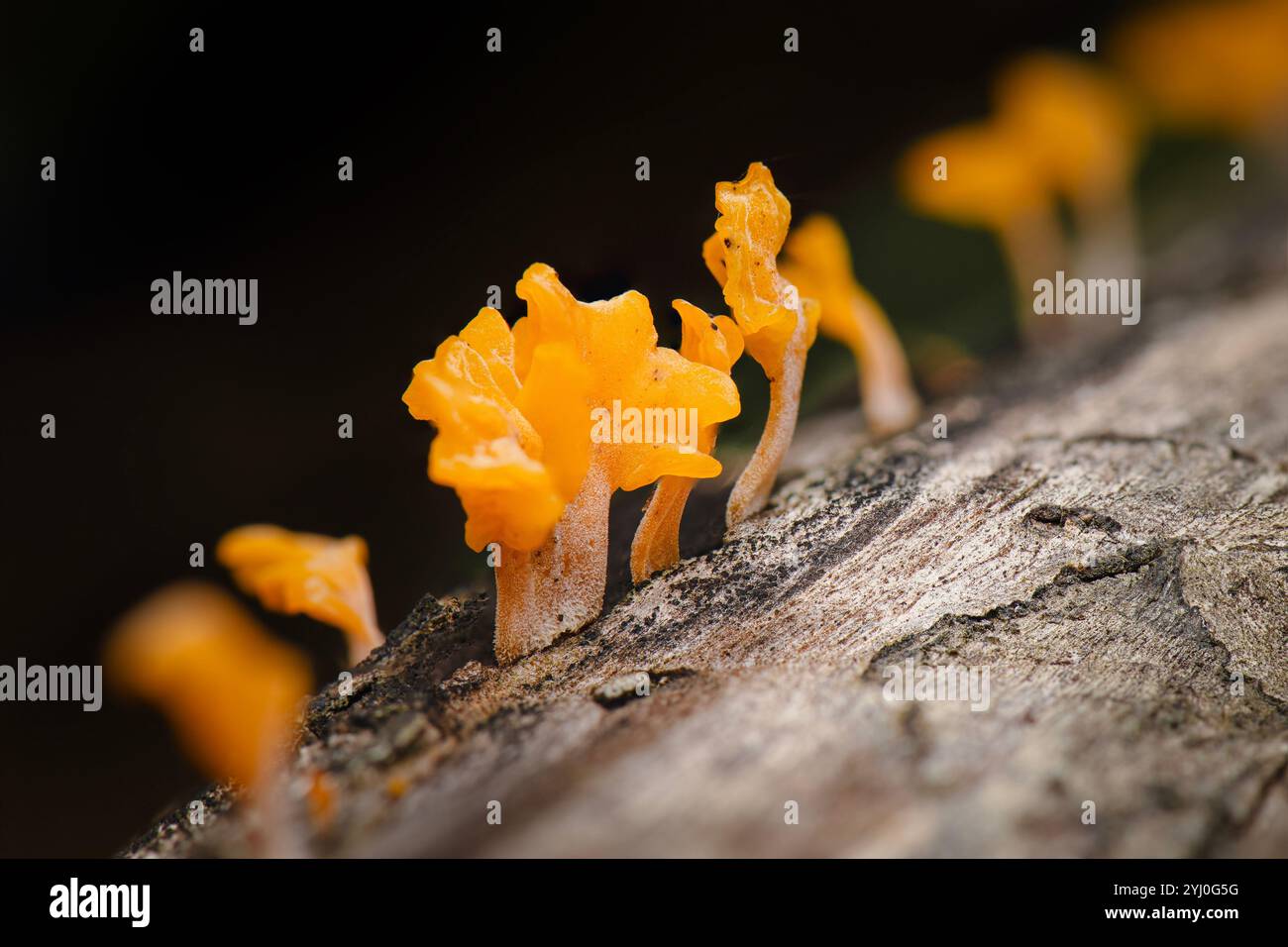 Gelatinous texture hi-res stock photography and images - Alamy