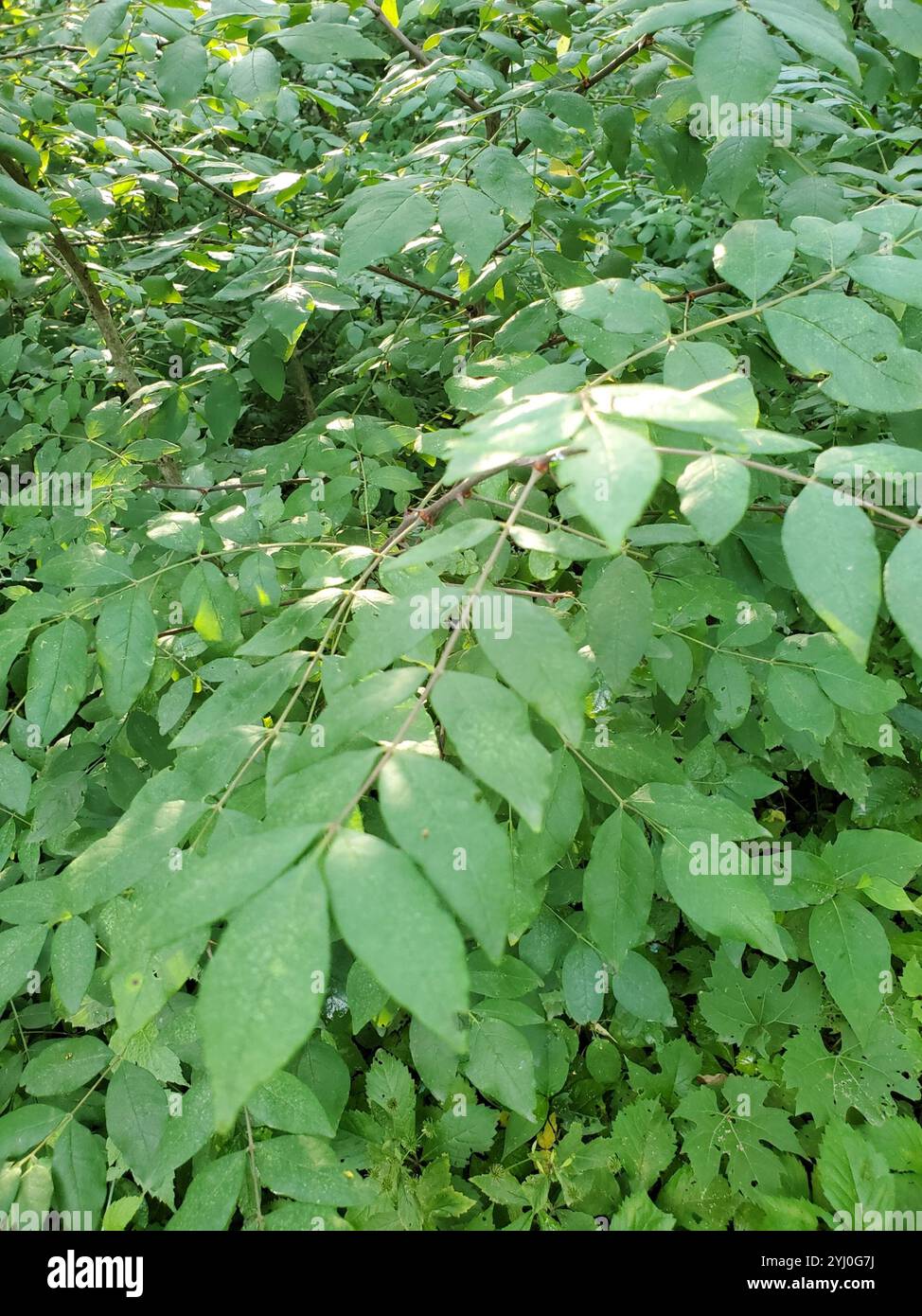common prickly ash (Zanthoxylum americanum Stock Photo - Alamy