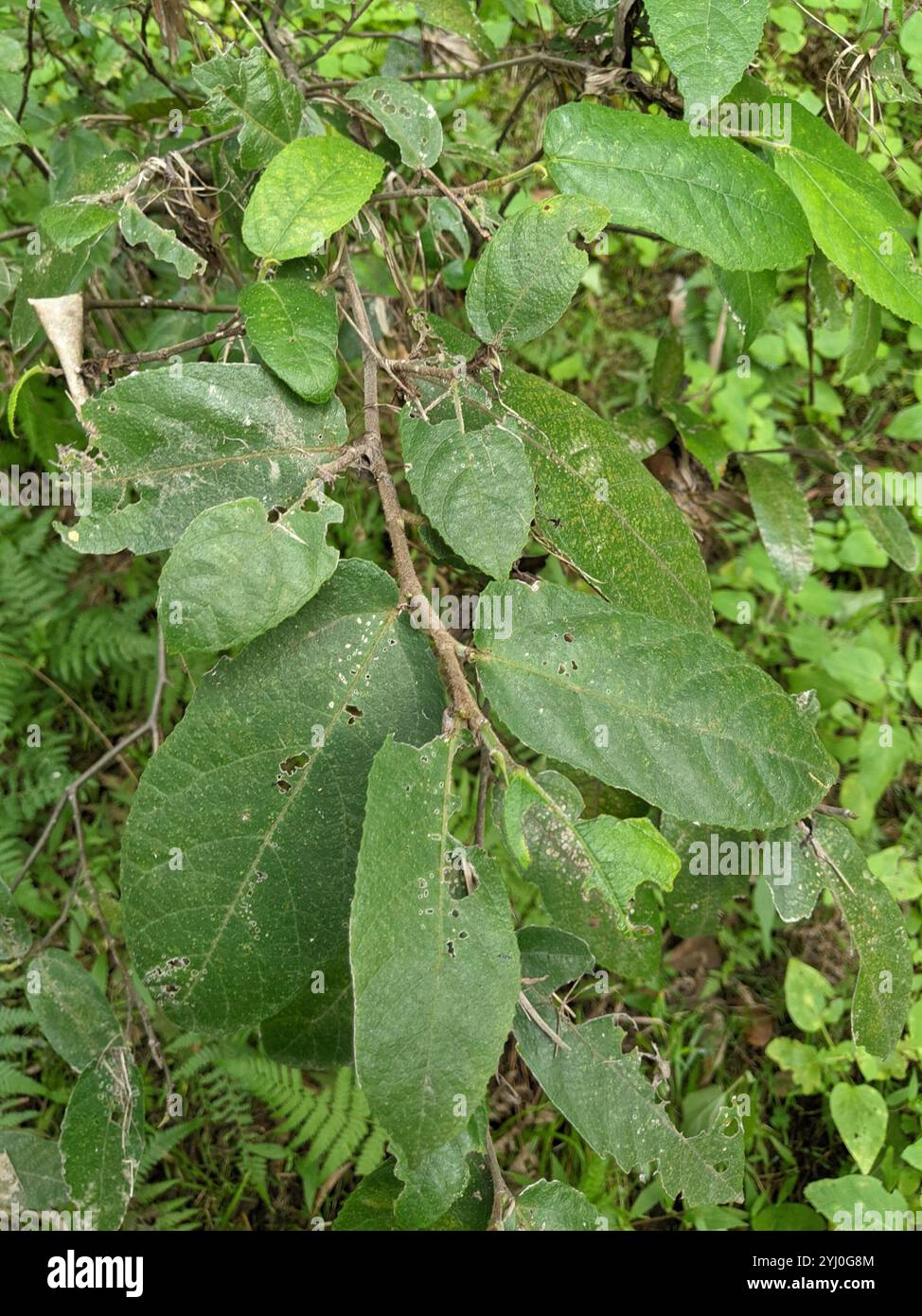 creek sandpaper fig (Ficus coronata Stock Photo - Alamy