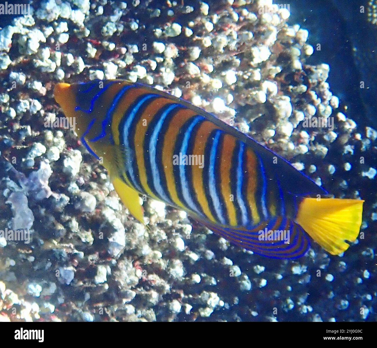 Regal Angelfish (Pygoplites diacanthus Stock Photo - Alamy