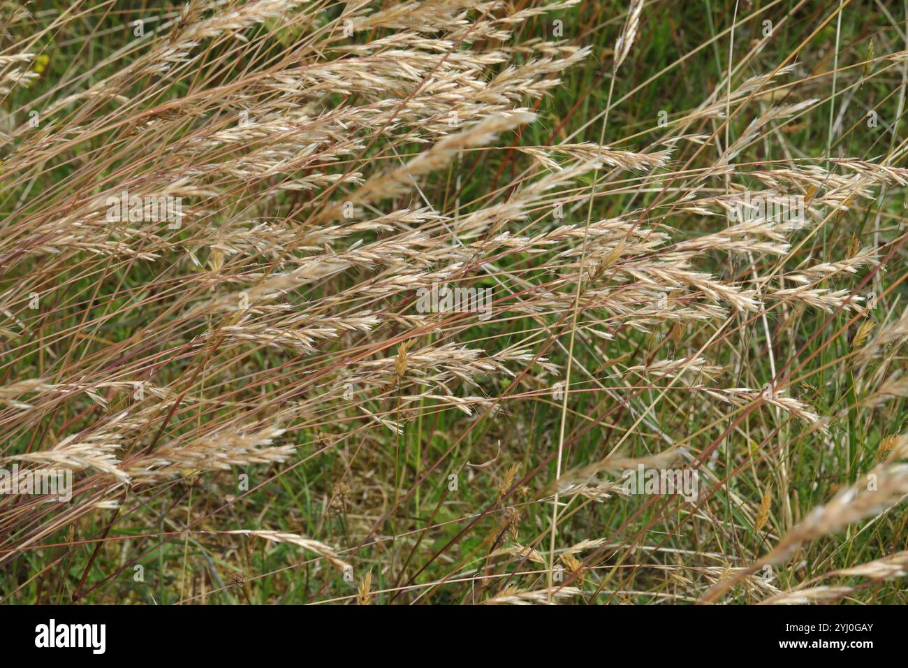 tall oat grass (Arrhenatherum elatius Stock Photo - Alamy