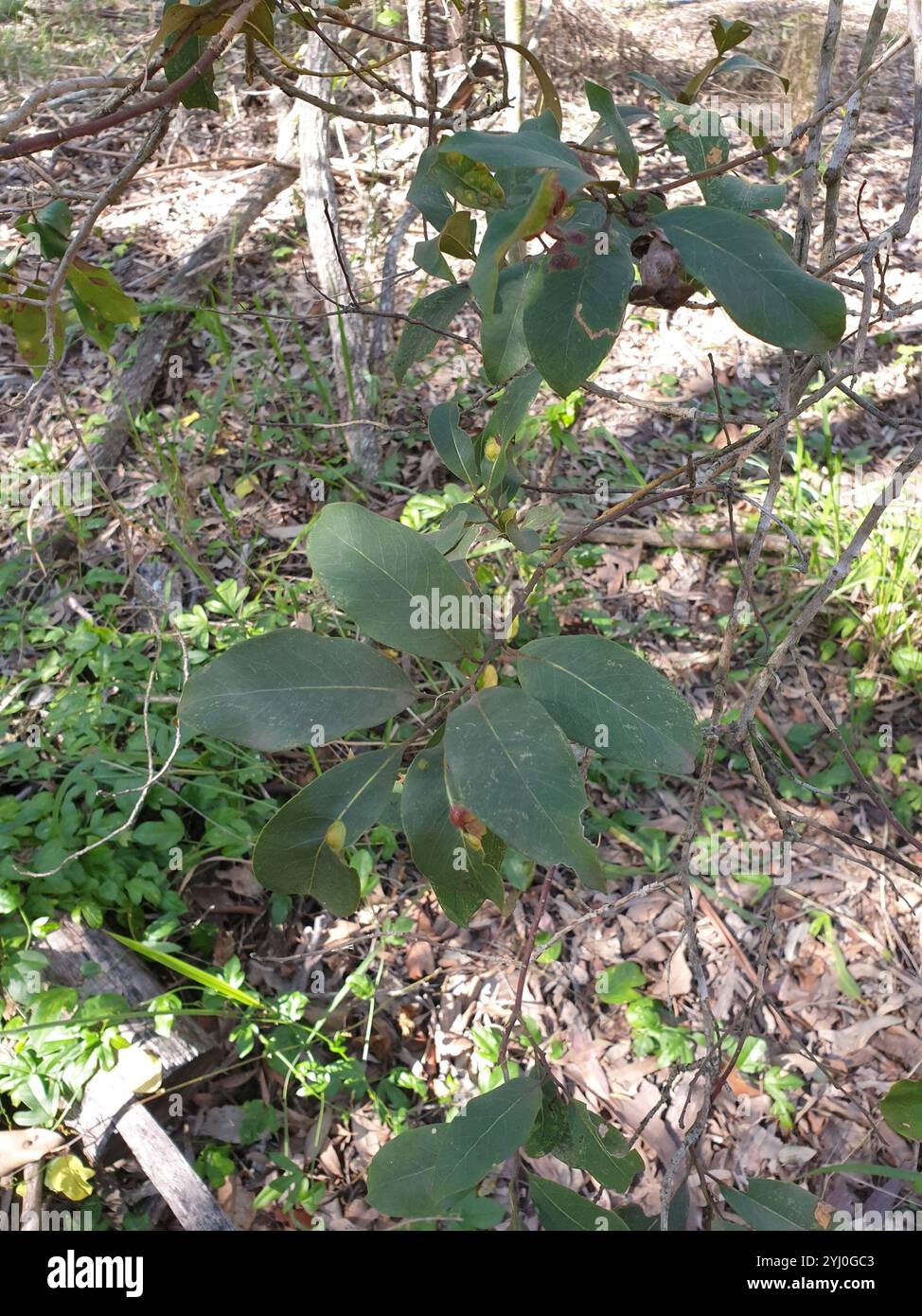swamp box (Lophostemon suaveolens Stock Photo - Alamy