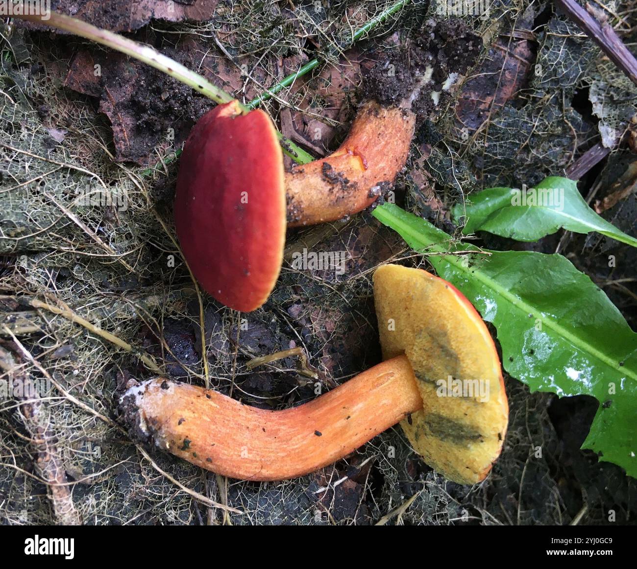 Hortiboletus hi-res stock photography and images - Alamy