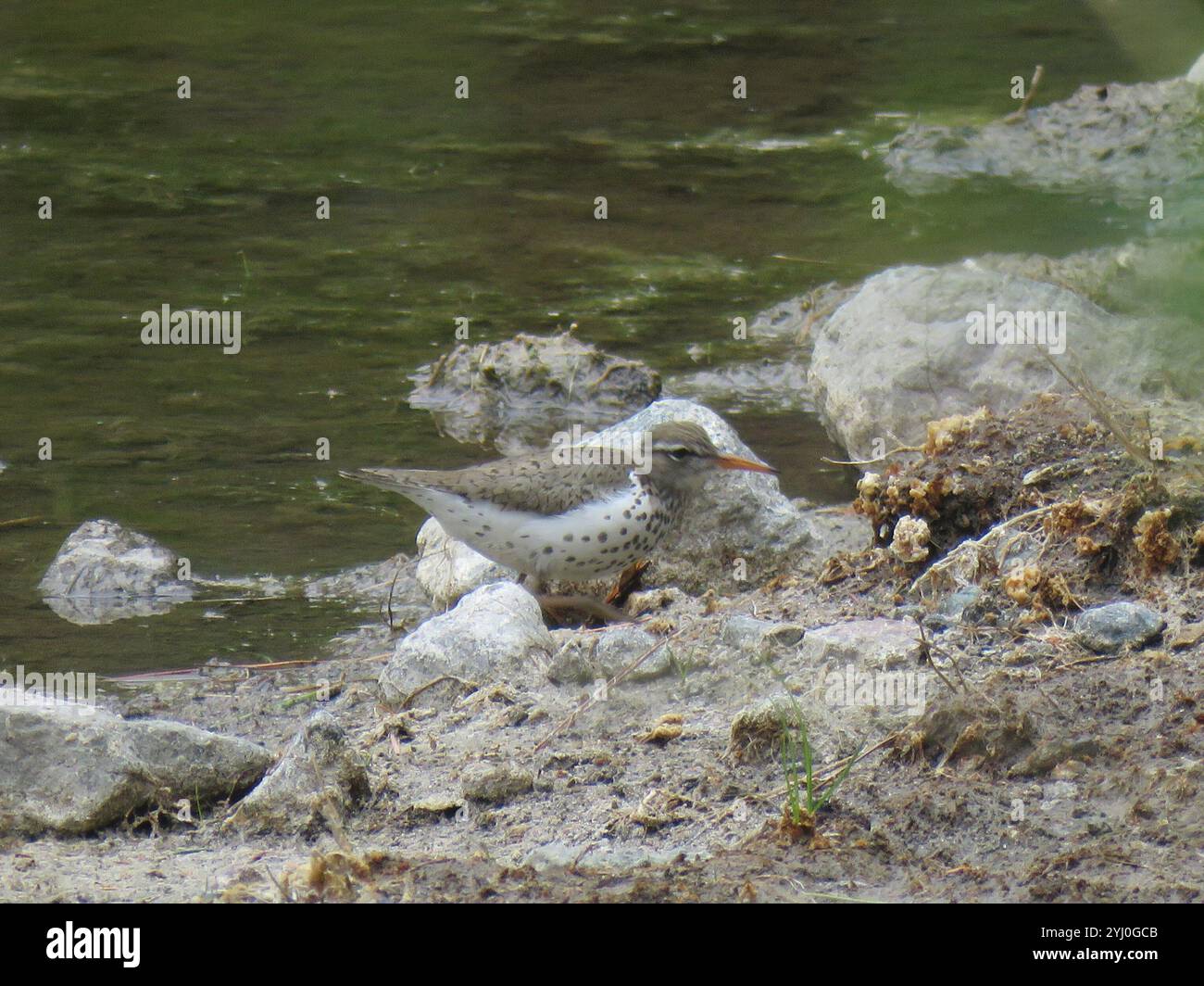 Spotted Sandpiper (Actitis macularius Stock Photo - Alamy