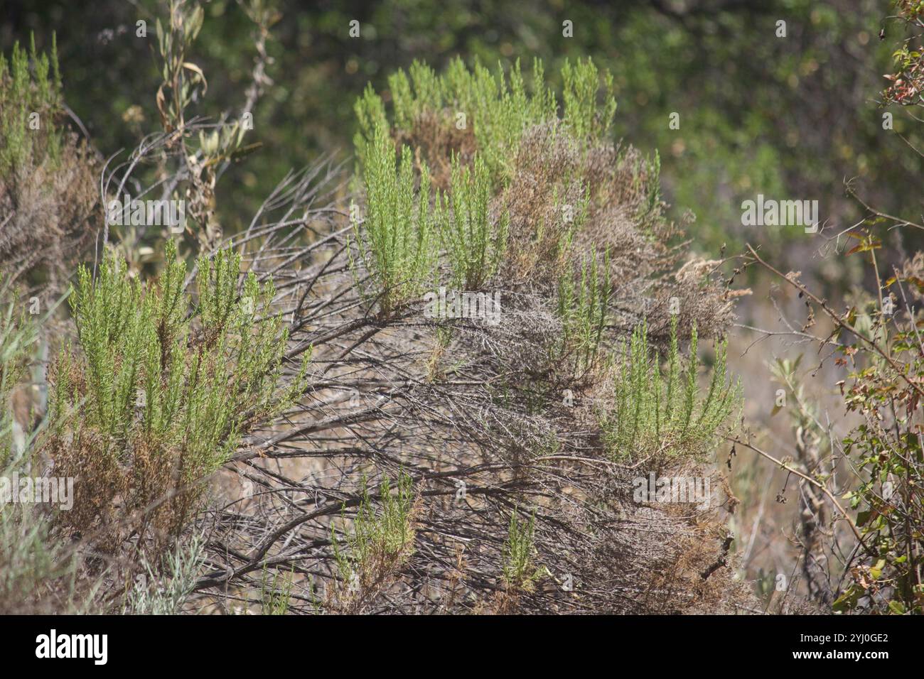 Pine-bush (Ericameria pinifolia Stock Photo - Alamy