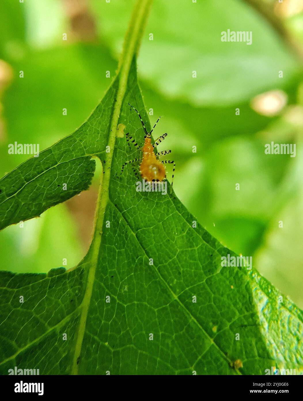 Pselliopus cinctus hi-res stock photography and images - Alamy