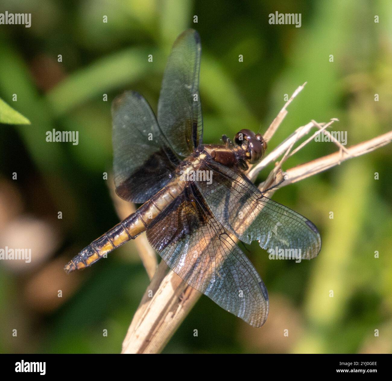 Widow Skimmer (Libellula luctuosa Stock Photo - Alamy