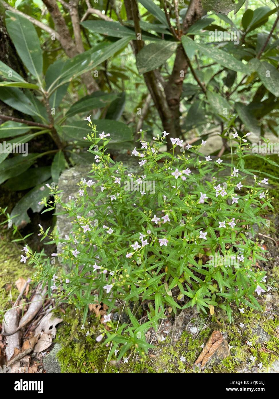 Long leaved houstonia hi-res stock photography and images - Alamy