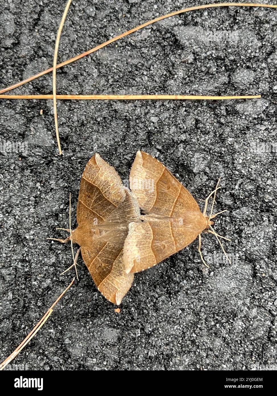 Maple Looper Moth (Parallelia bistriaris Stock Photo - Alamy