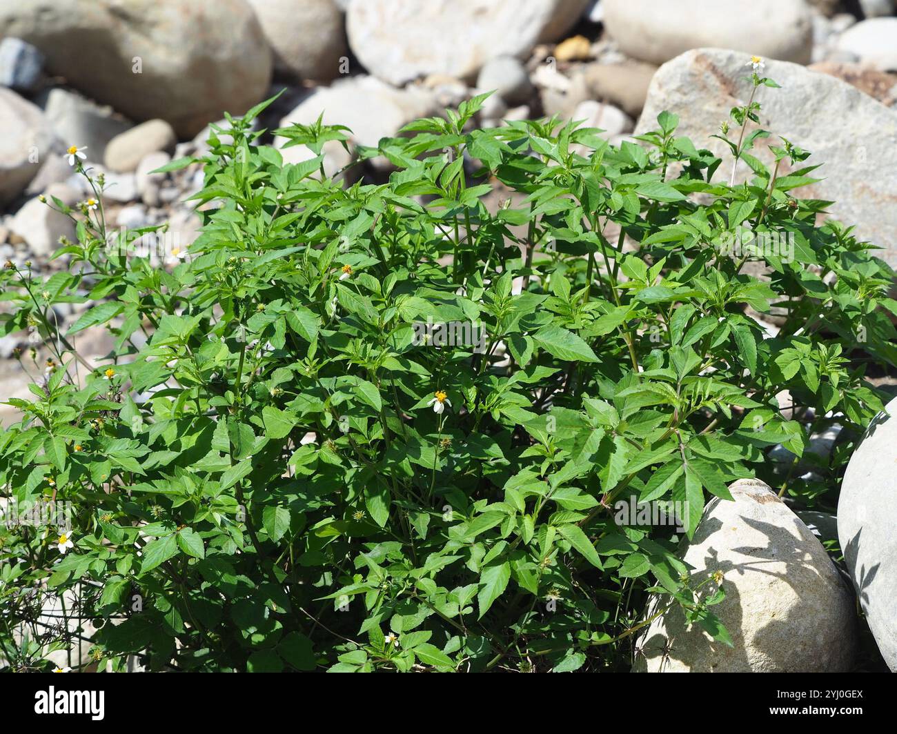 White beggarticks (Bidens alba Stock Photo - Alamy