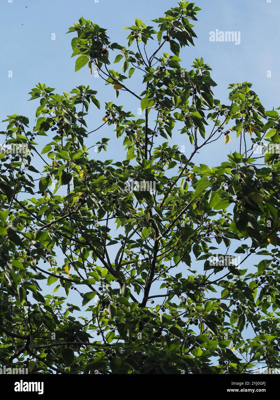 Paper mulberry (Broussonetia papyrifera Stock Photo - Alamy