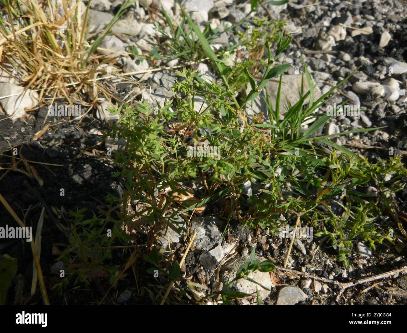 Dwarf Spurge (Euphorbia exigua Stock Photo - Alamy
