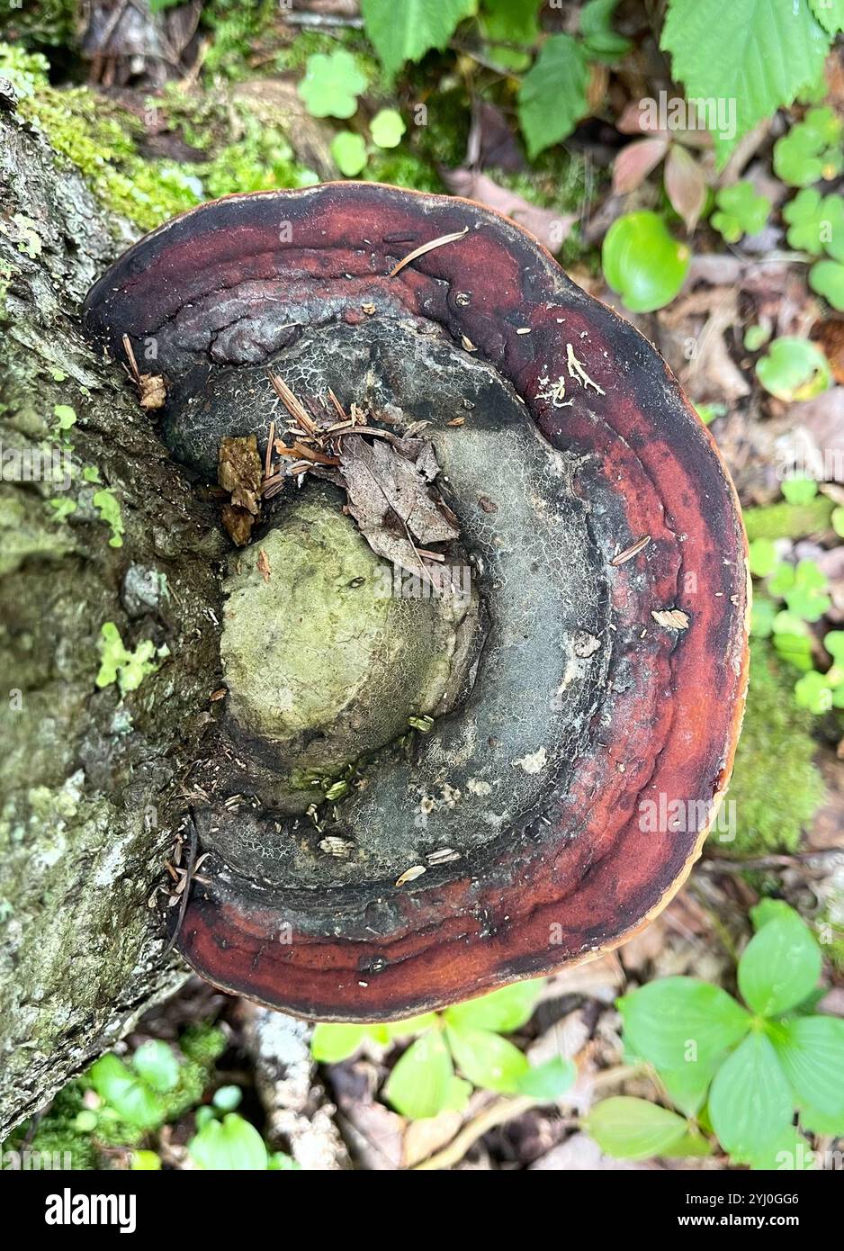 Northern Red Belt (Fomitopsis mounceae Stock Photo - Alamy