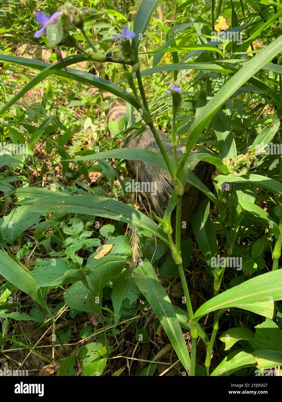 Zigzag Spiderwort (Tradescantia subaspera Stock Photo - Alamy
