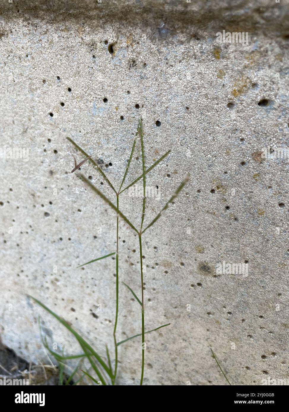 Bermuda grass (Cynodon dactylon Stock Photo - Alamy