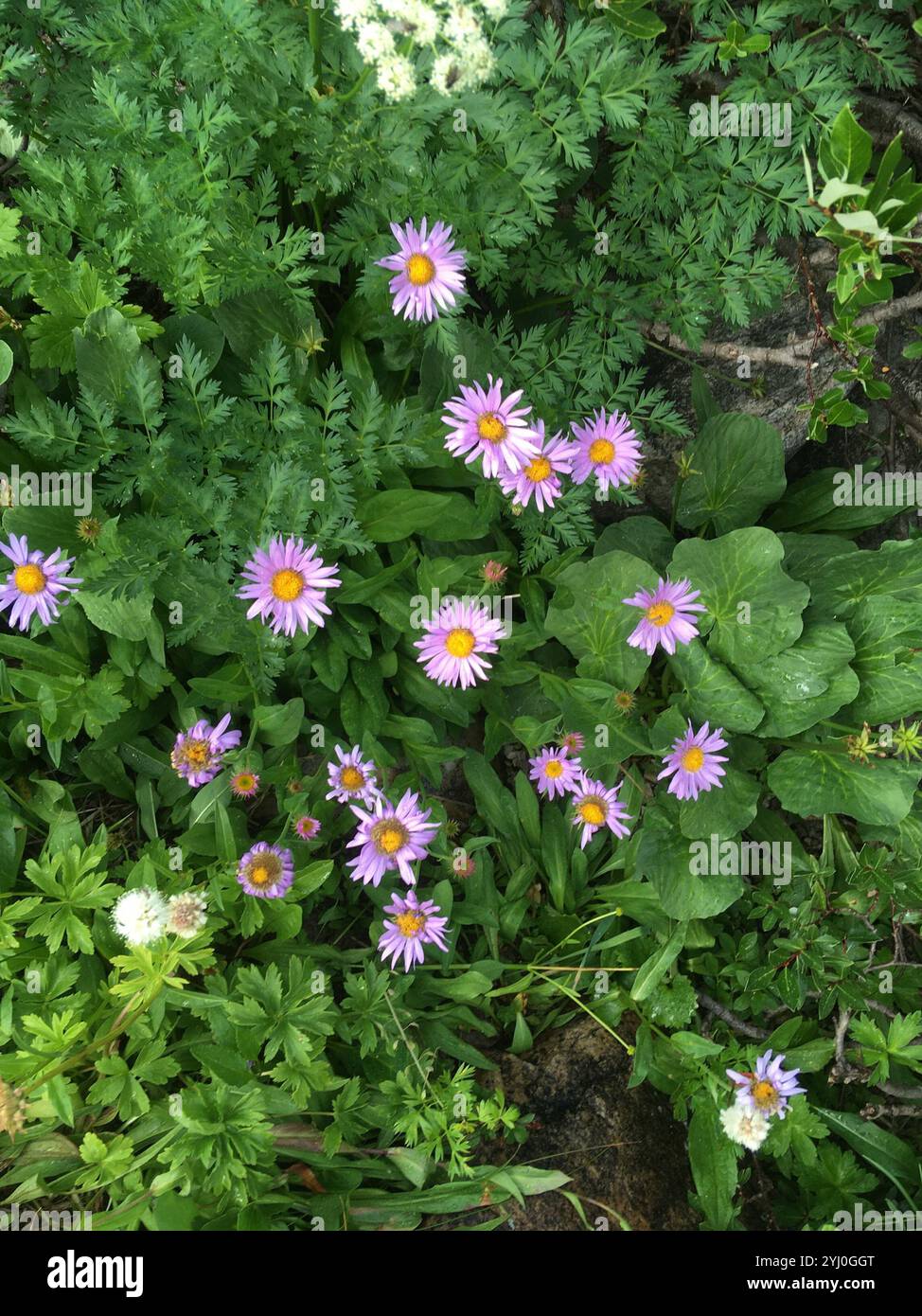 Subalpine Fleabane (Erigeron glacialis Stock Photo - Alamy