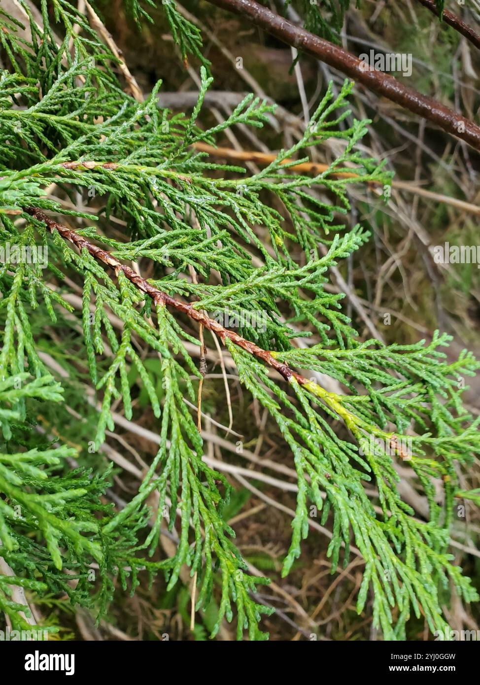 Alaska yellow cedar (Callitropsis nootkatensis Stock Photo - Alamy