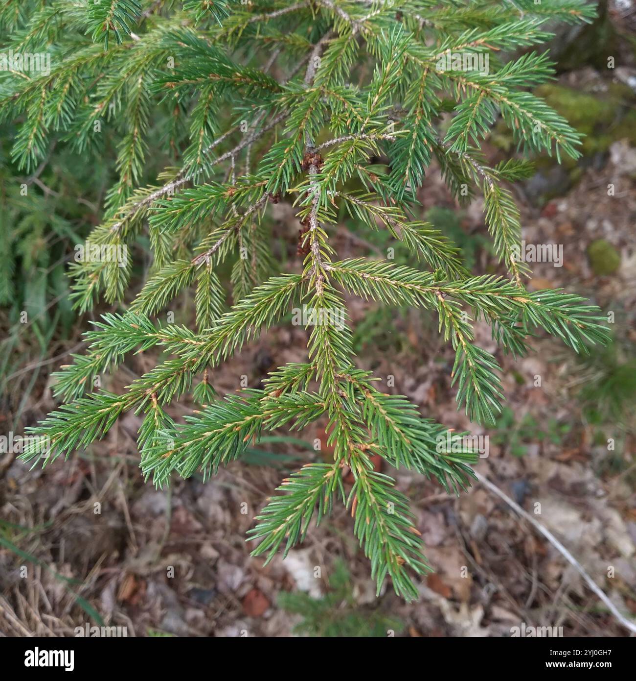 red spruce (Picea rubens Stock Photo - Alamy