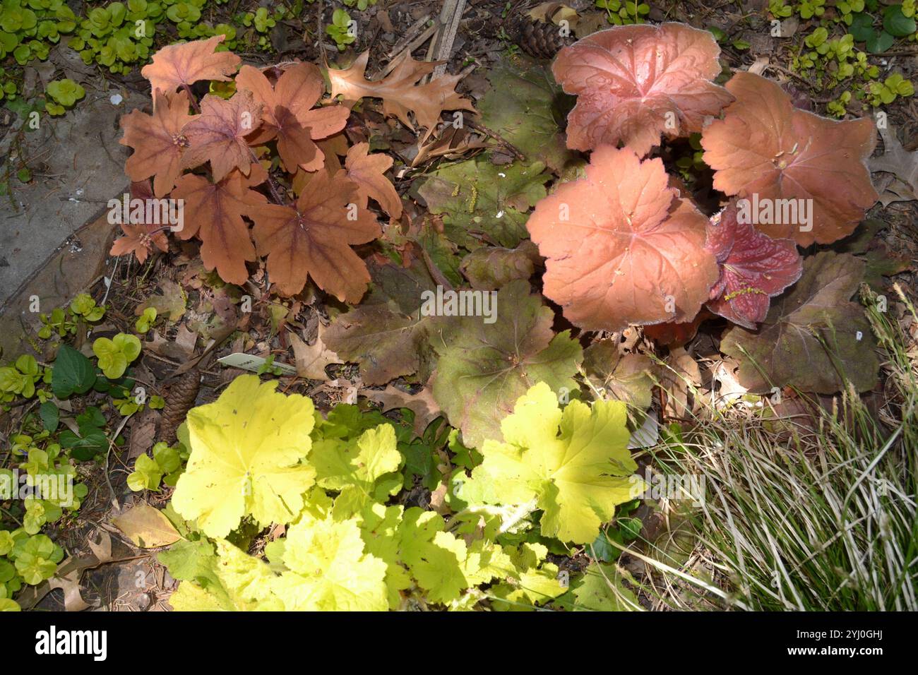 American alumroot (Heuchera americana Stock Photo - Alamy