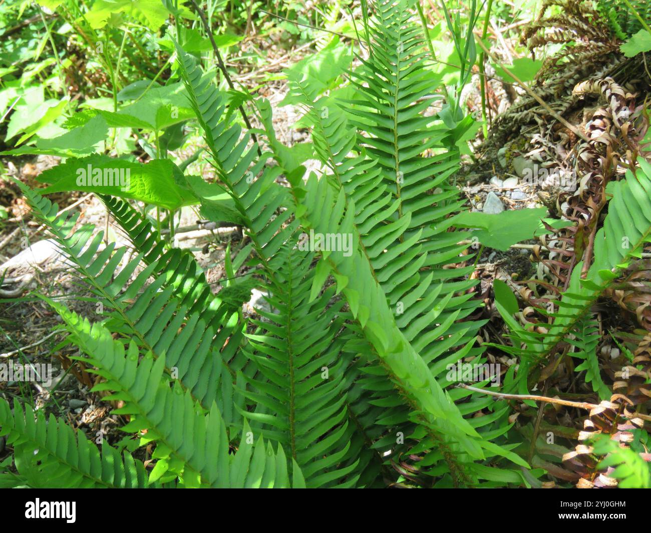 western sword fern (Polystichum munitum Stock Photo - Alamy