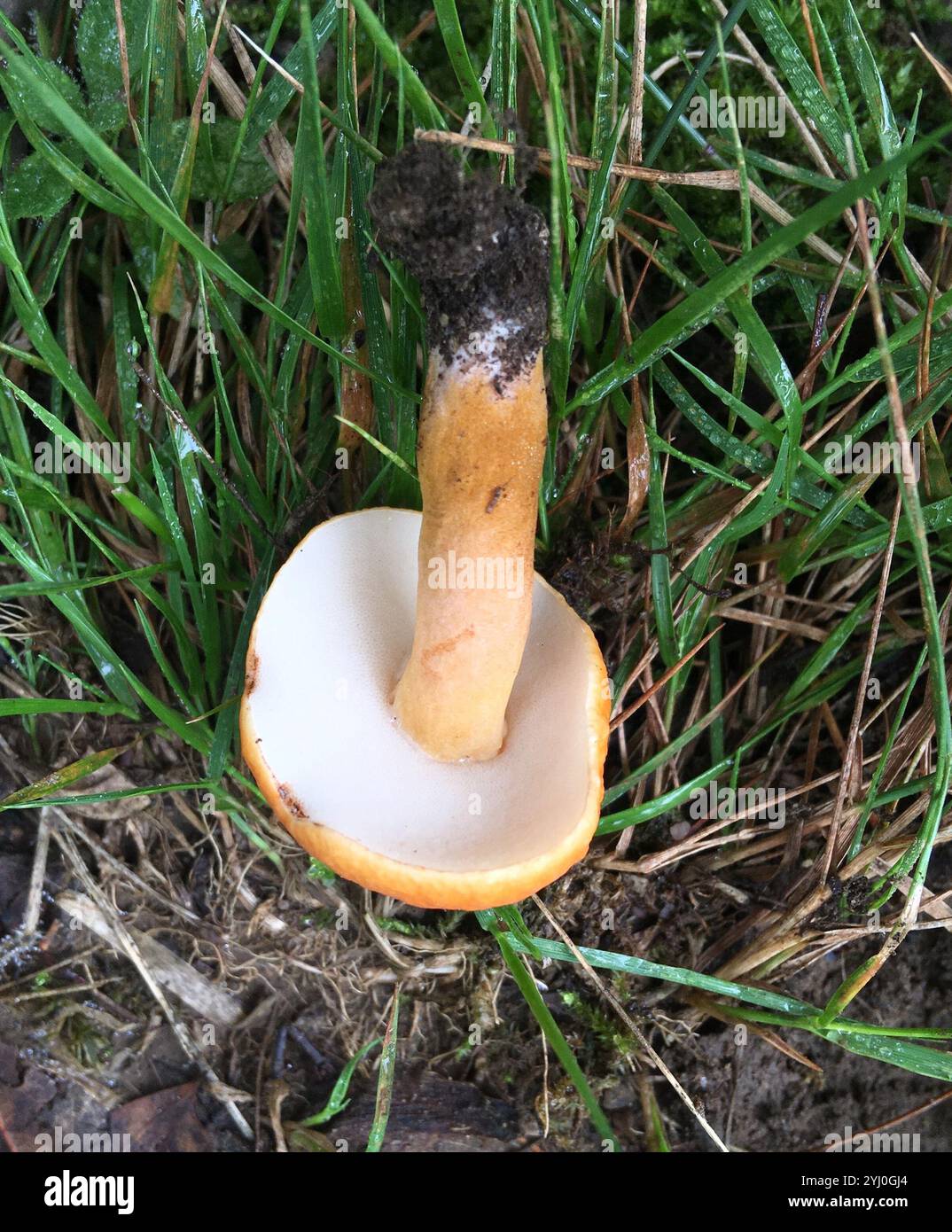 Chestnut Bolete (Gyroporus castaneus Stock Photo - Alamy
