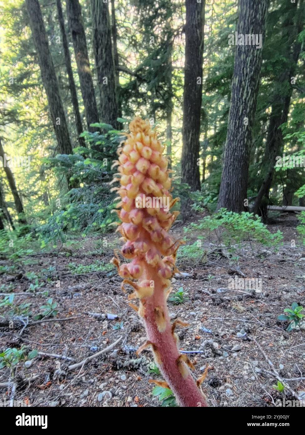 woodland pinedrops (Pterospora andromedea Stock Photo - Alamy
