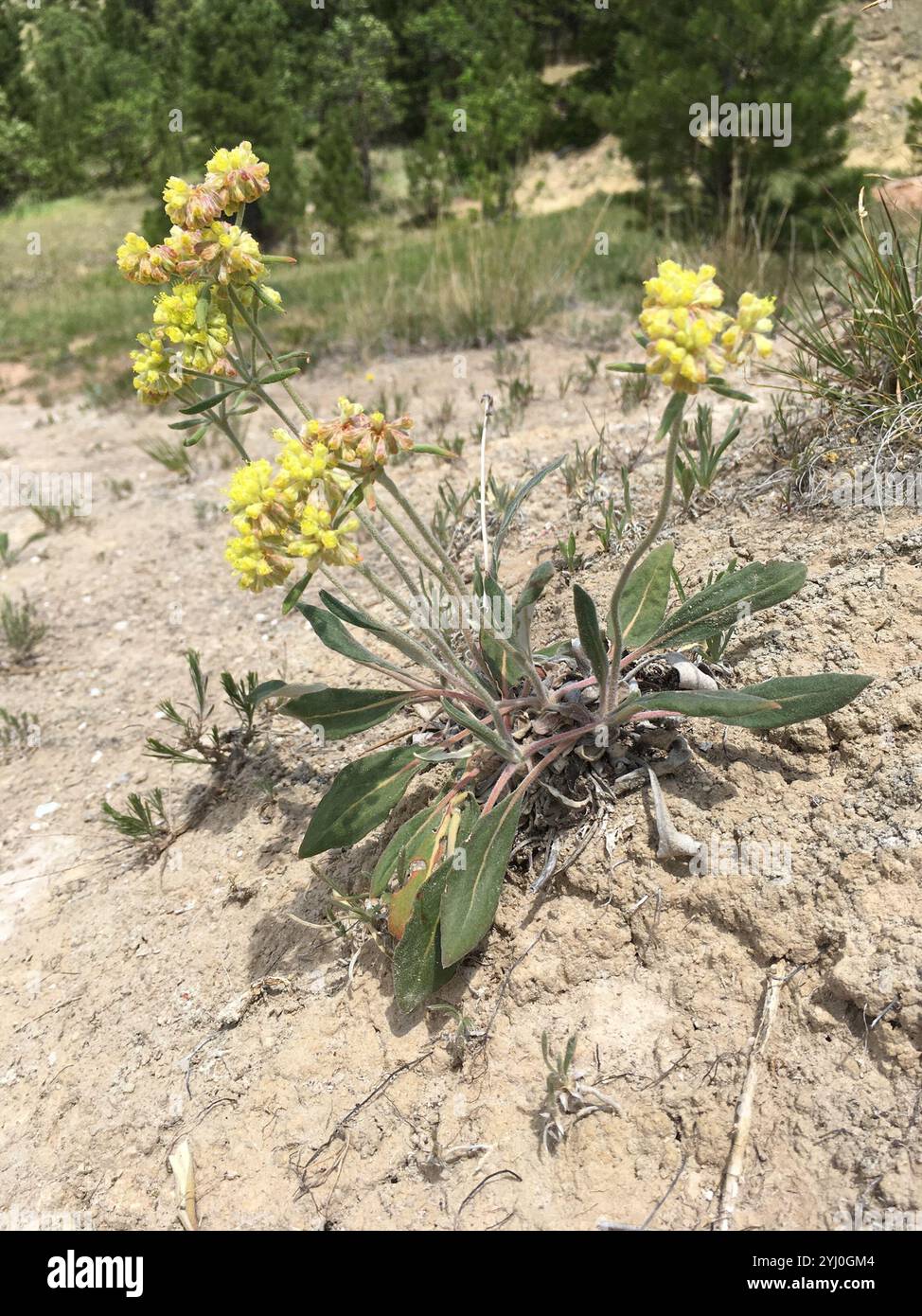 alpine golden buckwheat (Eriogonum flavum Stock Photo - Alamy