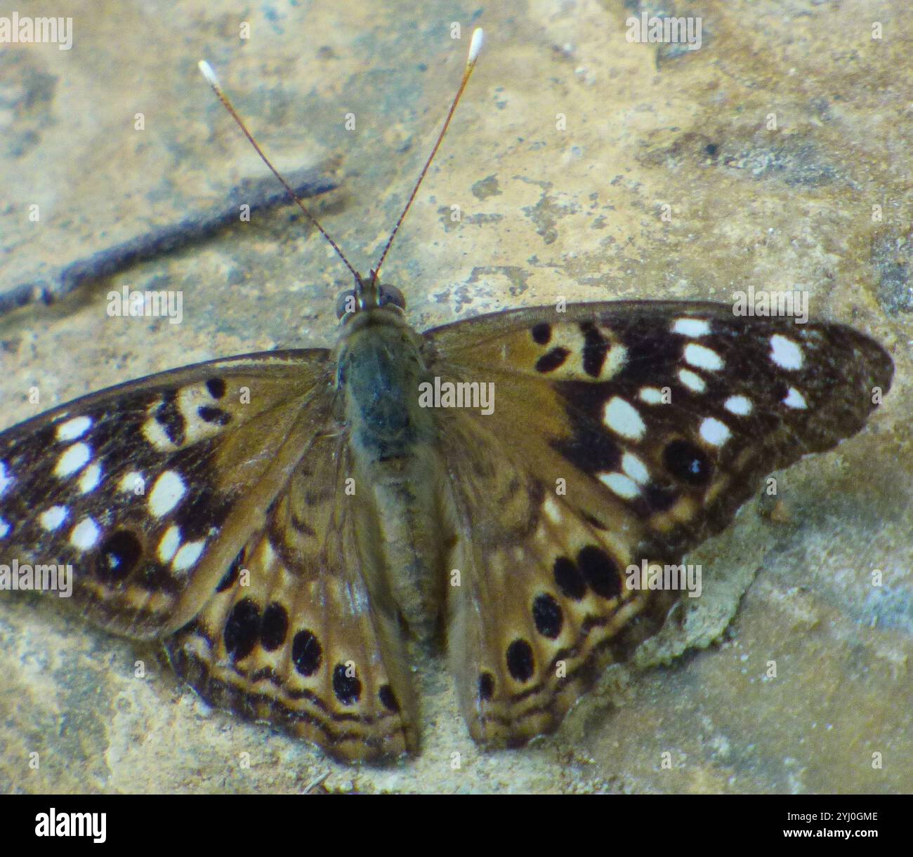 Hackberry Emperor (Asterocampa celtis Stock Photo - Alamy