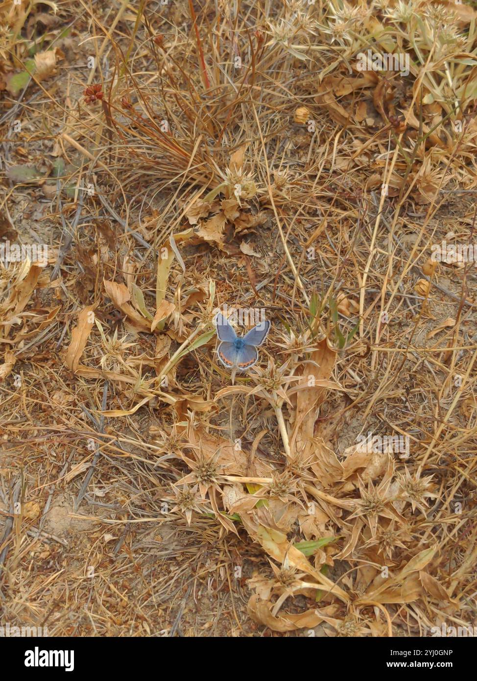 Acmon Blue (Icaricia acmon Stock Photo - Alamy