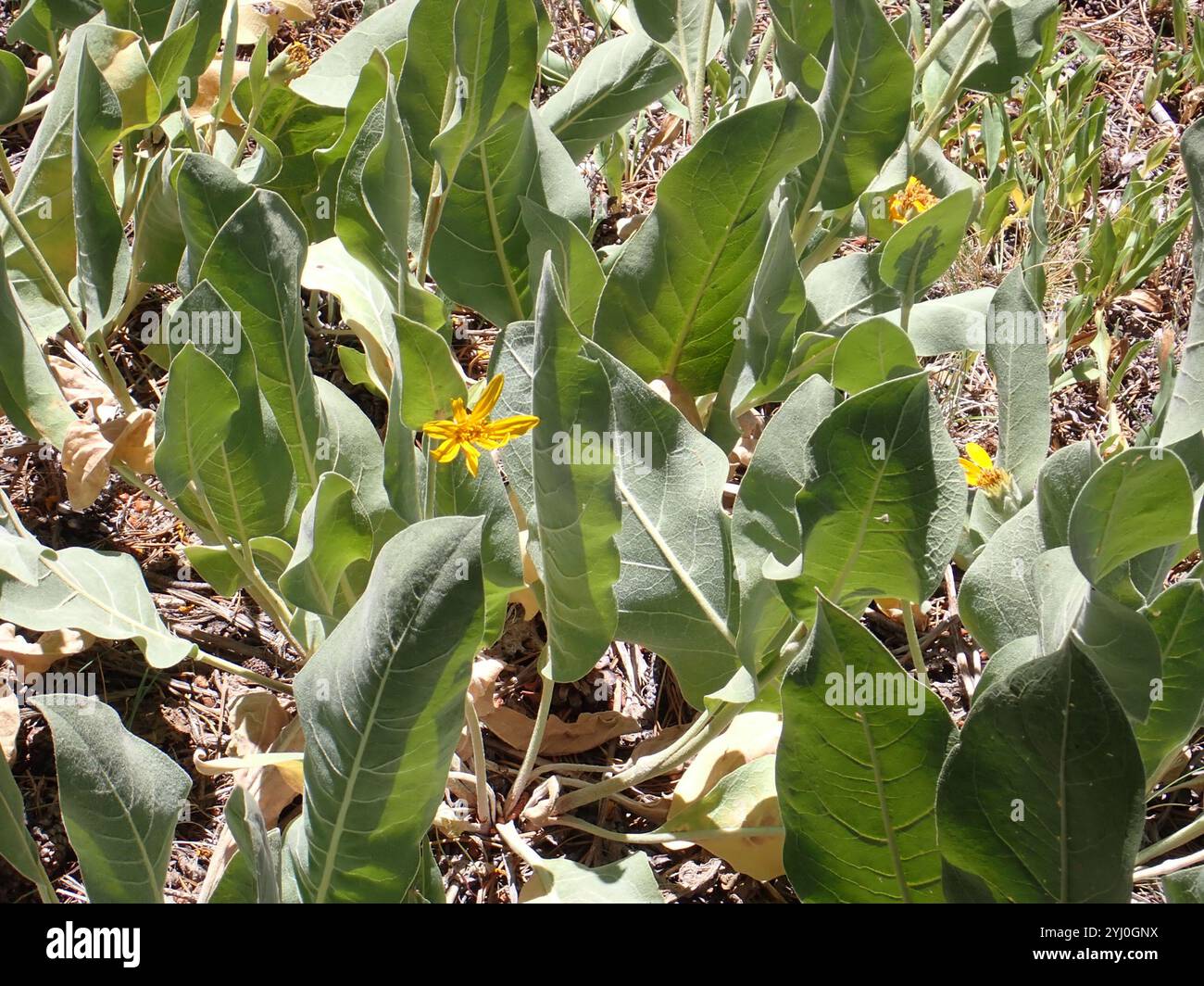Woolly mules ears hi-res stock photography and images - Alamy