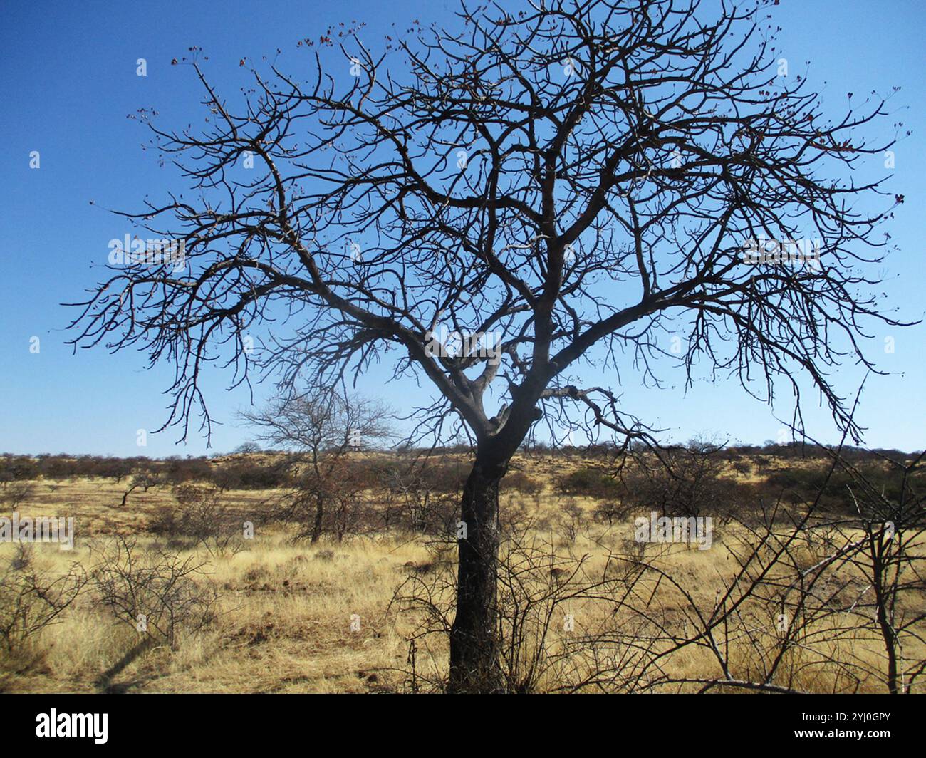 Kirkia hi-res stock photography and images - Alamy