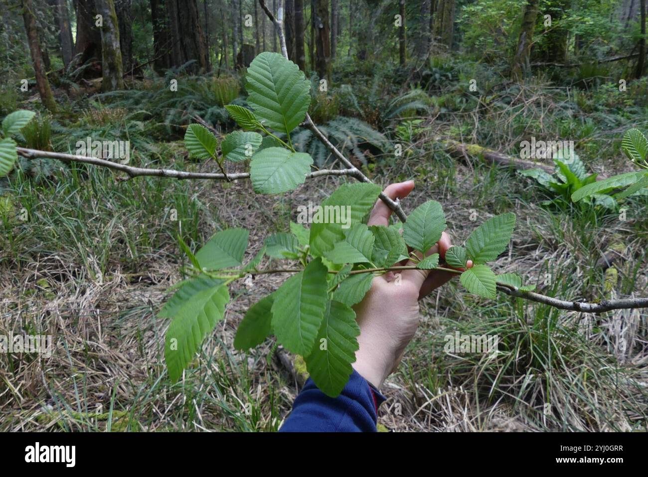Red Alder (Alnus rubra Stock Photo - Alamy